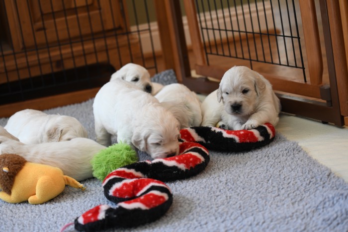 3 Week Old Puppy Pictures - Summer Brook