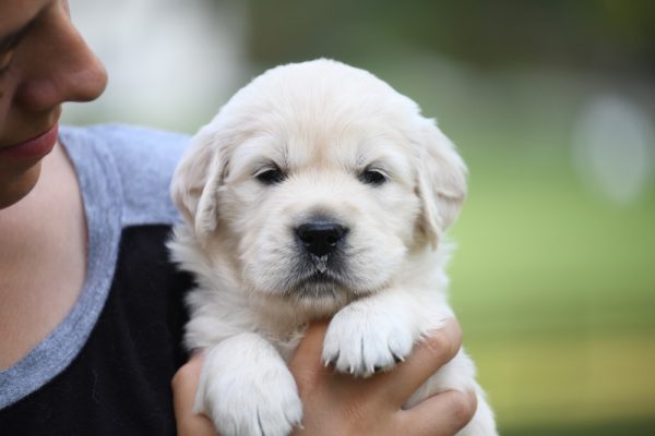 Piper's 4 Week Old Puppies - Summer Brook