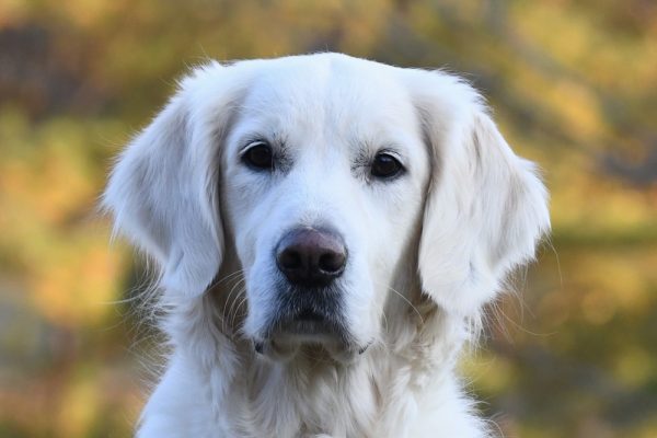 English Golden Retriever Puppies - Summer Brook English Goldens