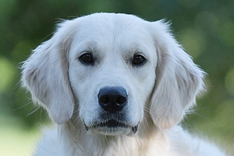 English Golden Retriever Puppies - Summer Brook English Goldens